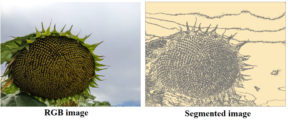 Github Alibgisrs Sunflower Seed Detection Using Image Processing And