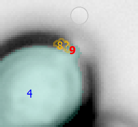 ACDC tracker update · Issue #45 · SchmollerLab/Cell_ACDC · GitHub