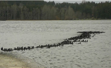 GitHub - HosseinJalali1996/Coot-Optimization-Algorithm