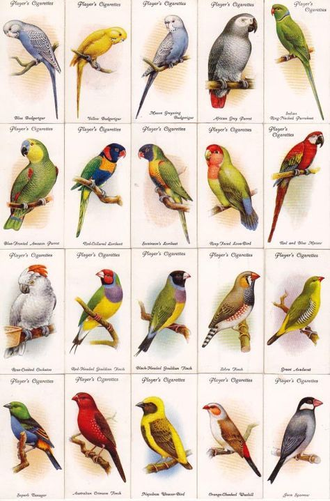 GitHub - MahmoudYahiaAhmed/Birds-Classification