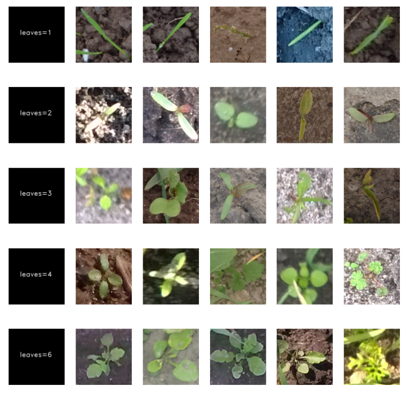 GitHub - MahmoudYahiaAhmed/Plant-leaf-counting-with-a-bespoke-VGG-model.