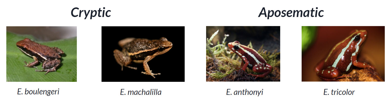 GitHub - keynguyen2004/RNA-seq-data-analysis-on-Epipedobates-frogs-skin ...