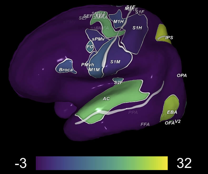 Fill Rois On Brain Viewer · Issue 373 · Gallantlabpycortex · Github 