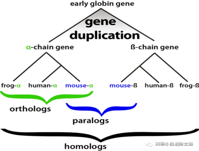 Genome-analysis/4-比较基因组学.md at main · Crazzy-Rabbit/Genome-analysis · GitHub