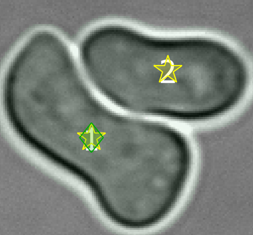 Weird Behavior Of Custom Annotations · Issue 250 · Schmollerlabcellacdc · Github 0297