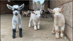 gw-sc (Grace Cheuk) · GitHub