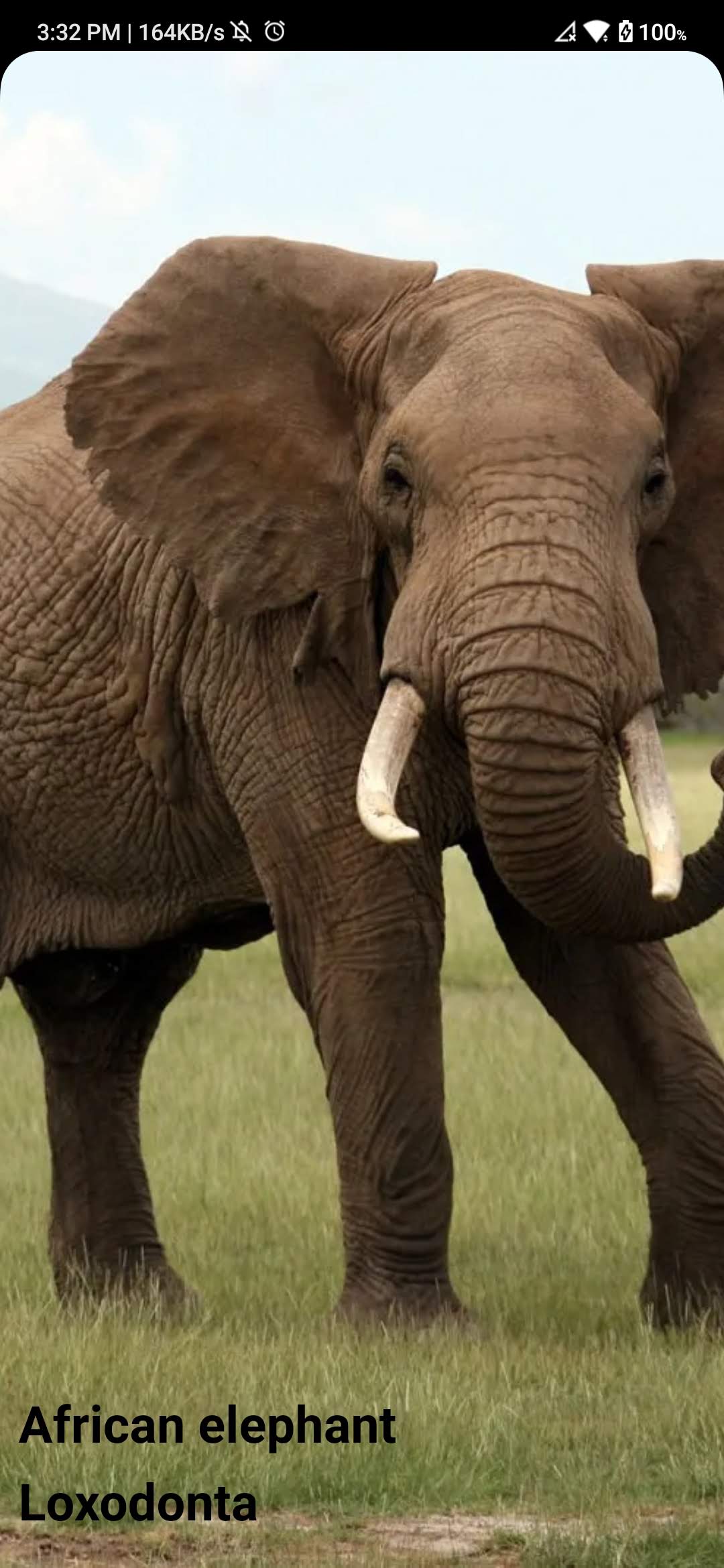 GitHub - viral0310/Animal_Biography_App