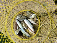 GitHub - Gyeongbin1/AIControl