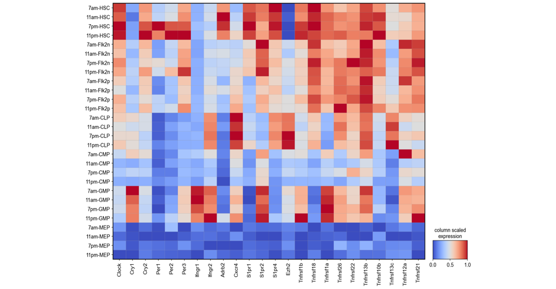 GitHub - petar-antovski/HSPC-Circadian-Rhythm-Gene-Expression-Variation