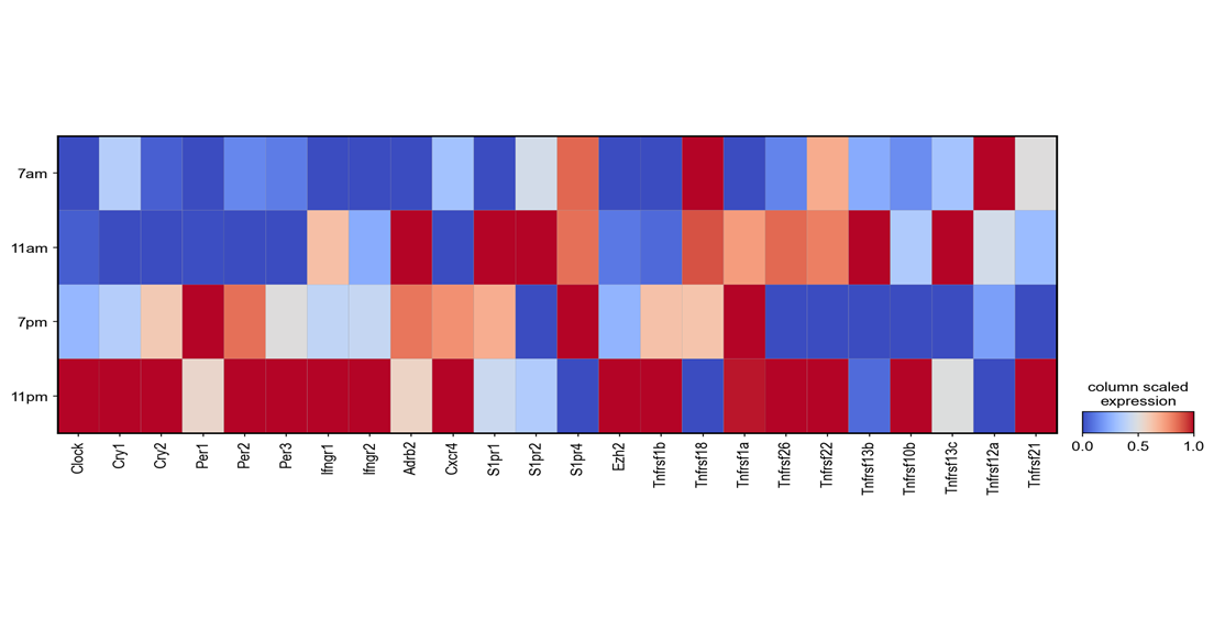 GitHub - petar-antovski/HSPC-Circadian-Rhythm-Gene-Expression-Variation