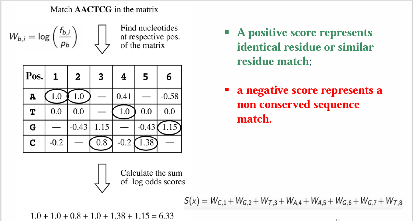 Github Sarah Hesham 2022 Computational Biology Position Specific Scoring Matrices