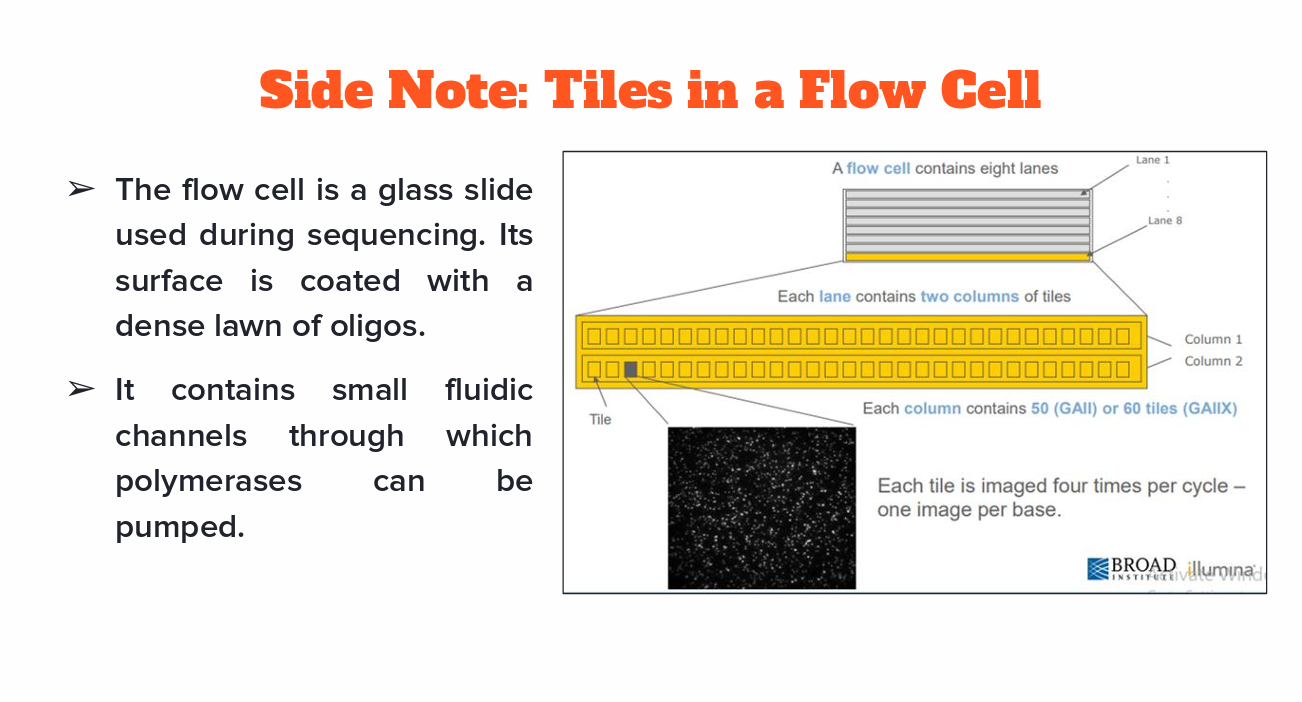 GitHub - Sarah-Hesham-2022/FASTQ_Files_Analysis: Data Analysis for ...