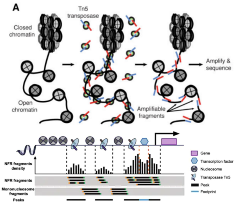 scRNA-analysis/lesson11.scATAC-seq analysis.md at main · ChenShun-git ...