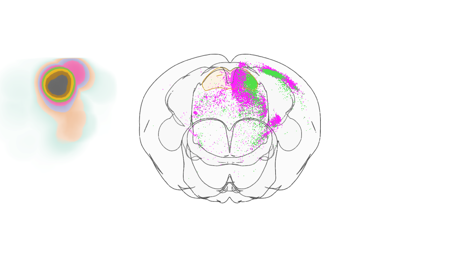 PointsDensity gets rendered outside of brain · Issue #217 · brainglobe/brainrender · GitHub