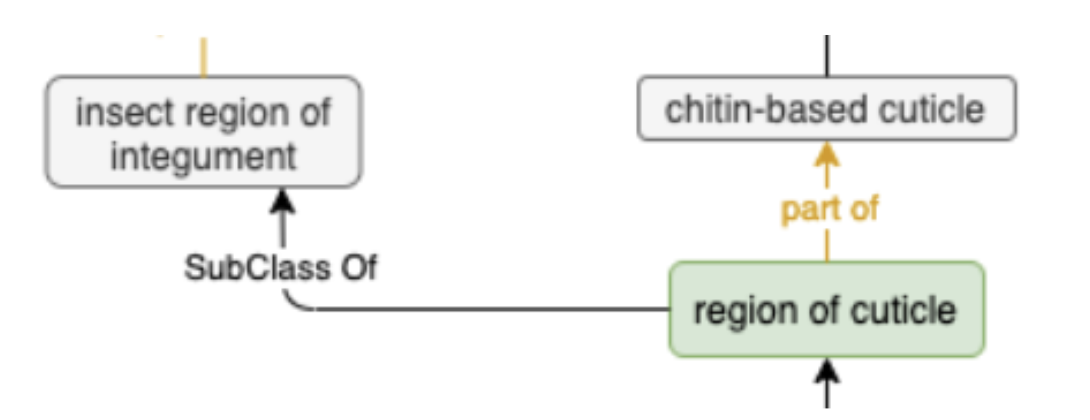 region of cuticle should be part_of 'region of insect integument' not ...