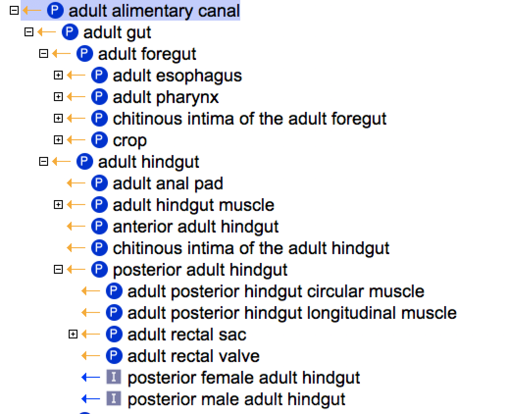 URGENT!! Gut tree structure is super-hard to use · Issue #124 · FlyBase/drosophila-anatomy ...