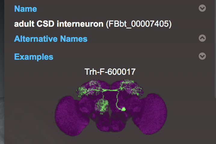 Missing assertions of synaptic terminal locations on adult CSD · Issue #460 · FlyBase/drosophila ...