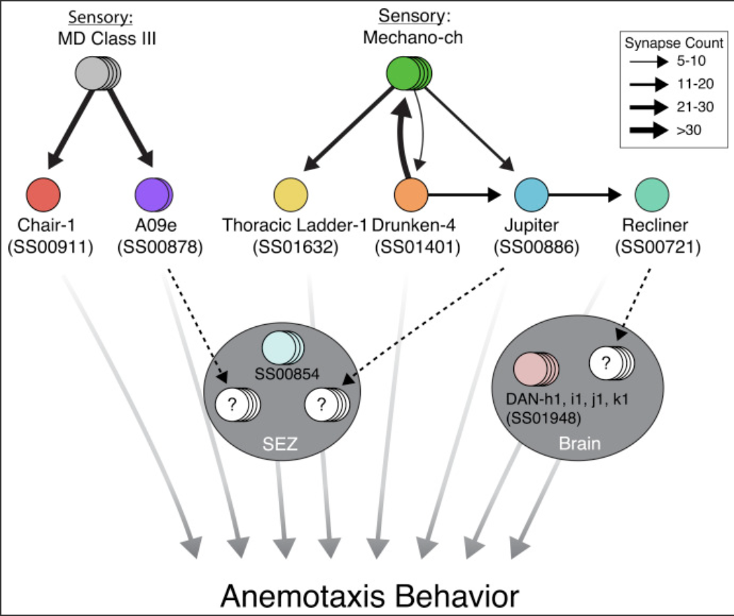 FBrf0241547 Jovanic2019 · Issue #643 · FlyBase/drosophila-anatomy-developmental-ontology · GitHub
