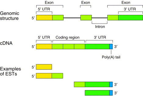 Transcriptome-analysis/Background.md at main · Cafwell/Transcriptome-analysis · GitHub