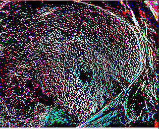 How to visualize the appear flow results · Issue #7 · ShuweiShao/AF-SfMLearner · GitHub