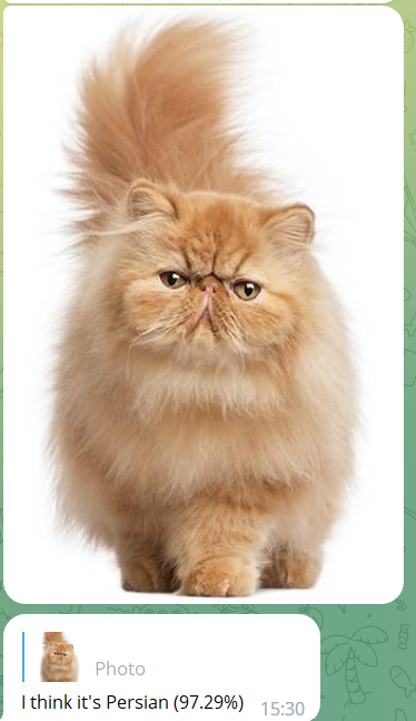 GitHub - zeinovich/catfinder: Find breed of your cat