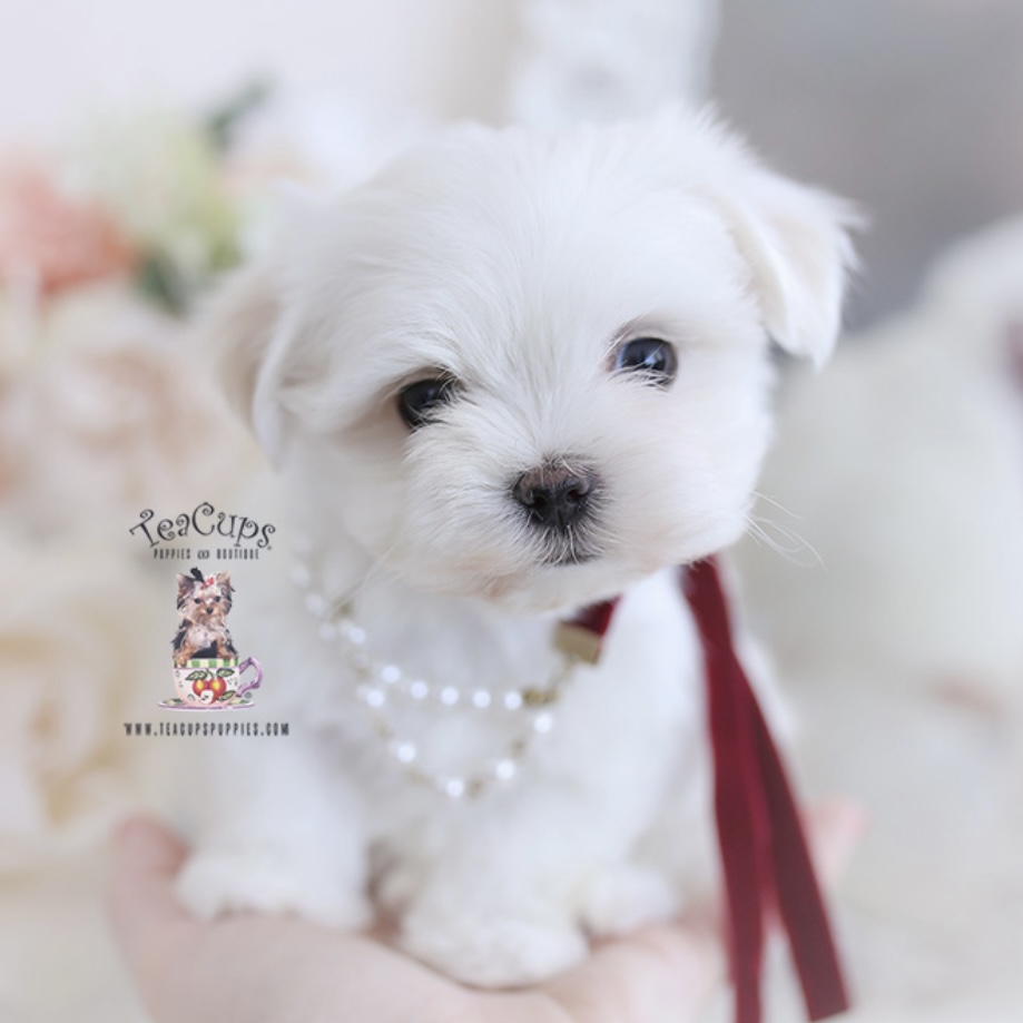 GitHub - niicoletan/teacup-puppies