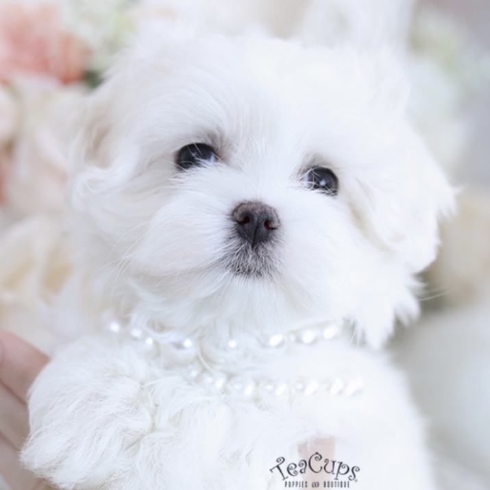 GitHub - niicoletan/teacup-puppies