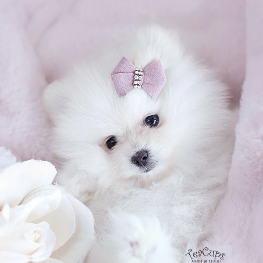 GitHub - niicoletan/teacup-puppies