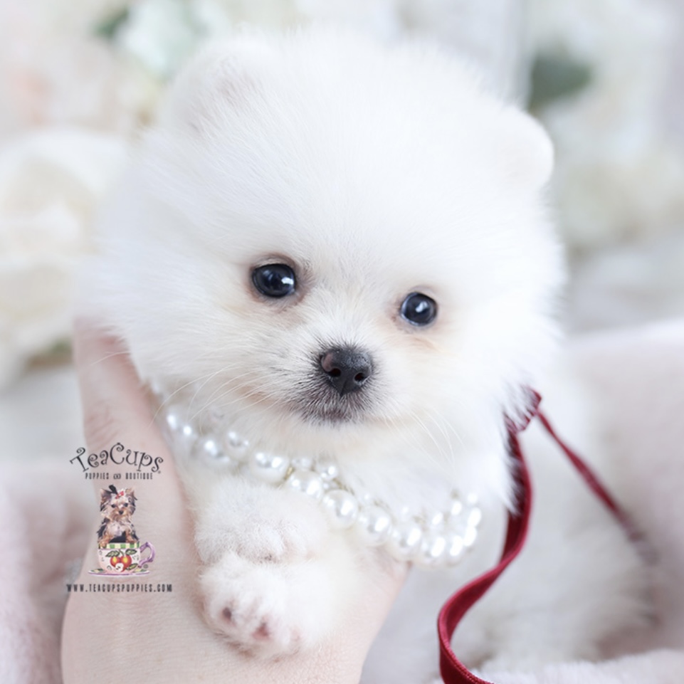 GitHub - niicoletan/teacup-puppies