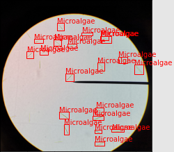 GitHub - chrissimxx/microalgae-detection: Microalgae detection using the detecto library.