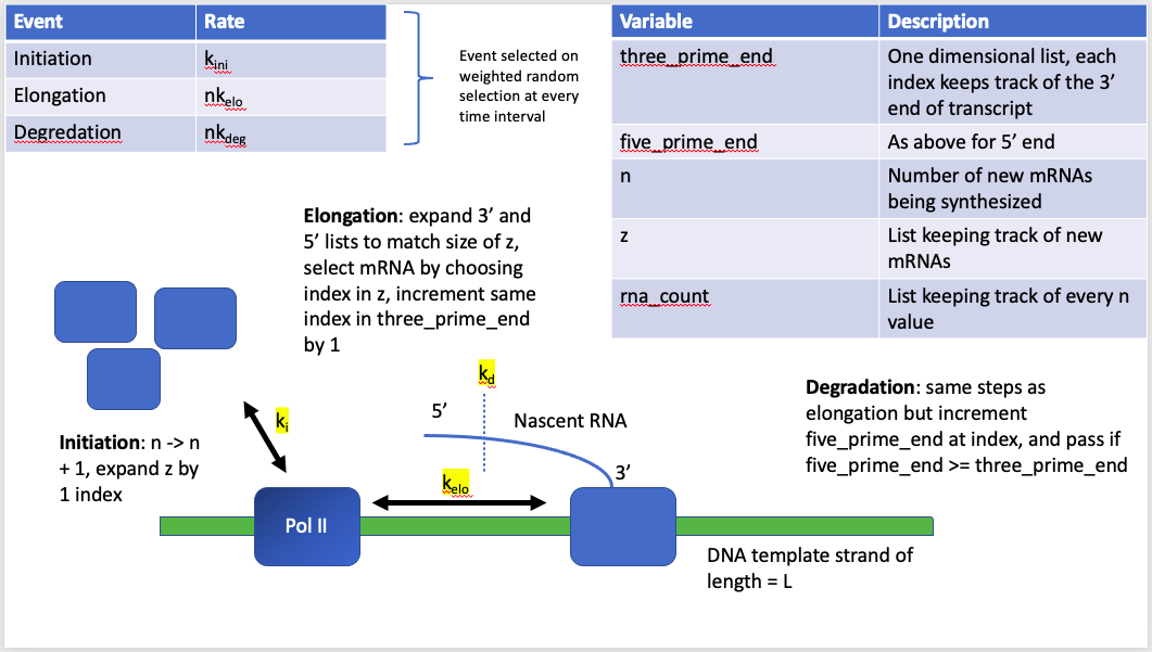 GitHub - BurhanAnis/pol2-model: Stochastic Model of RNA Polymerase II ...