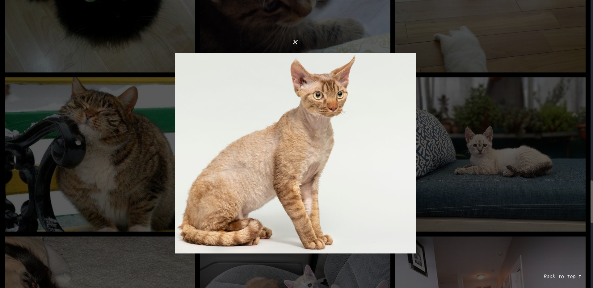 GitHub - coding-seahorse/gallery-api: A dynamic image gallery for users to endlessly scroll ...