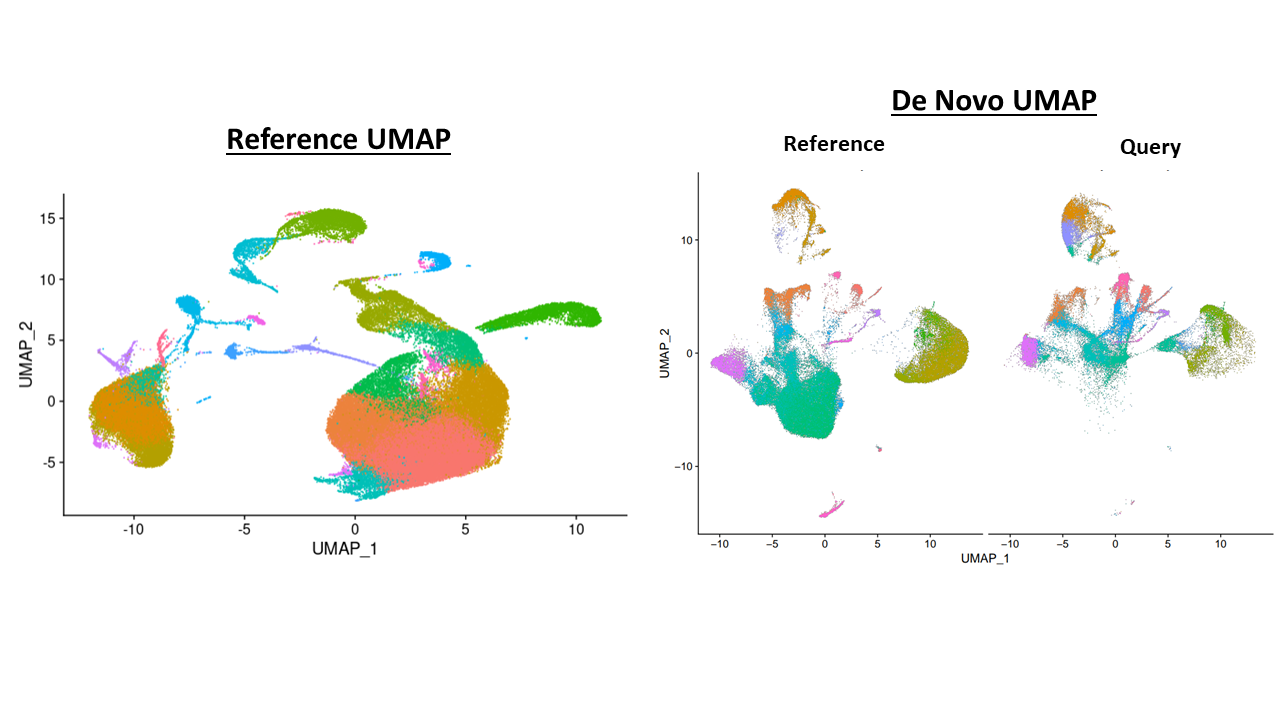 Reference Mapping Possible To Retain Reference Umap Shape While Extracting Novel Cell Types In