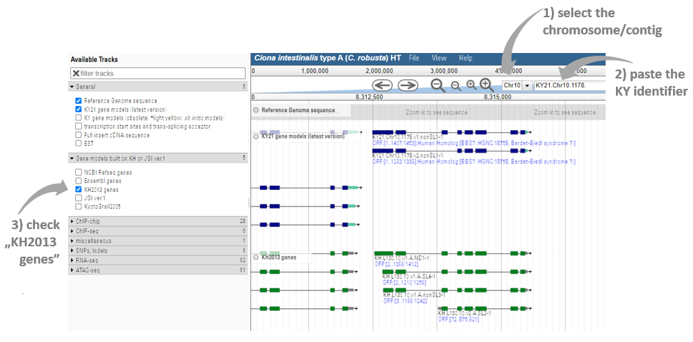 GitHub - katarzynampiekarz/ciona_gene_model_converter: This tool ...