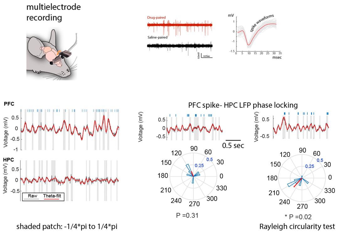 GitHub - uacom/MEA-Recording-Analysis