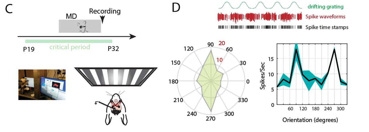 GitHub - uacom/Visual-Cortex-Plasticity