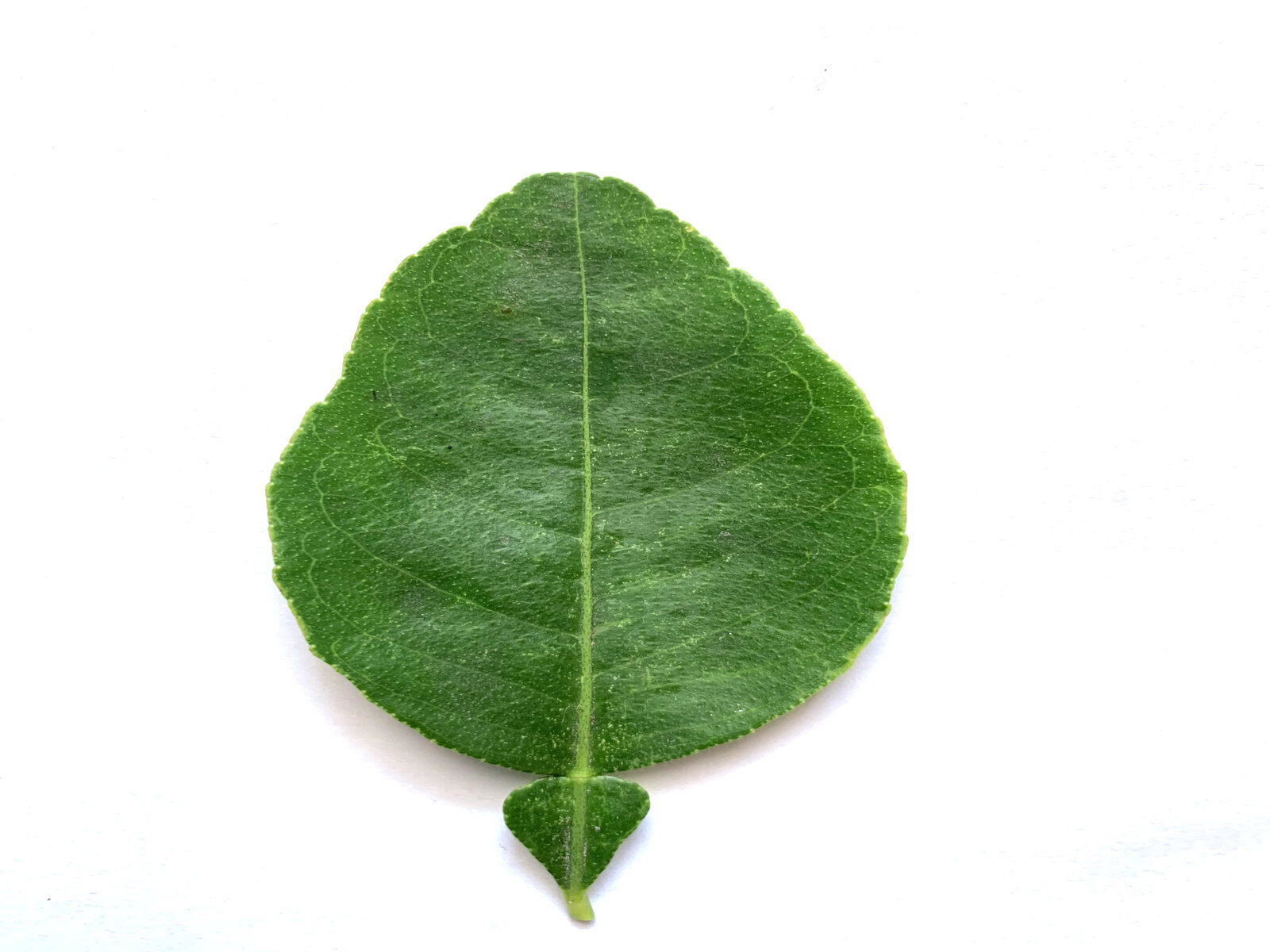 GitHub - ahmdhlmyf1717/Dataset-Daun-Kemangi-dan-Jeruk-Nipis_274_282_069 ...
