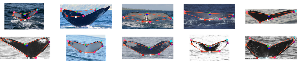 GitHub - DeepNets-US/Humpback-Whale-Keypoint-Detction-MobileNetV2