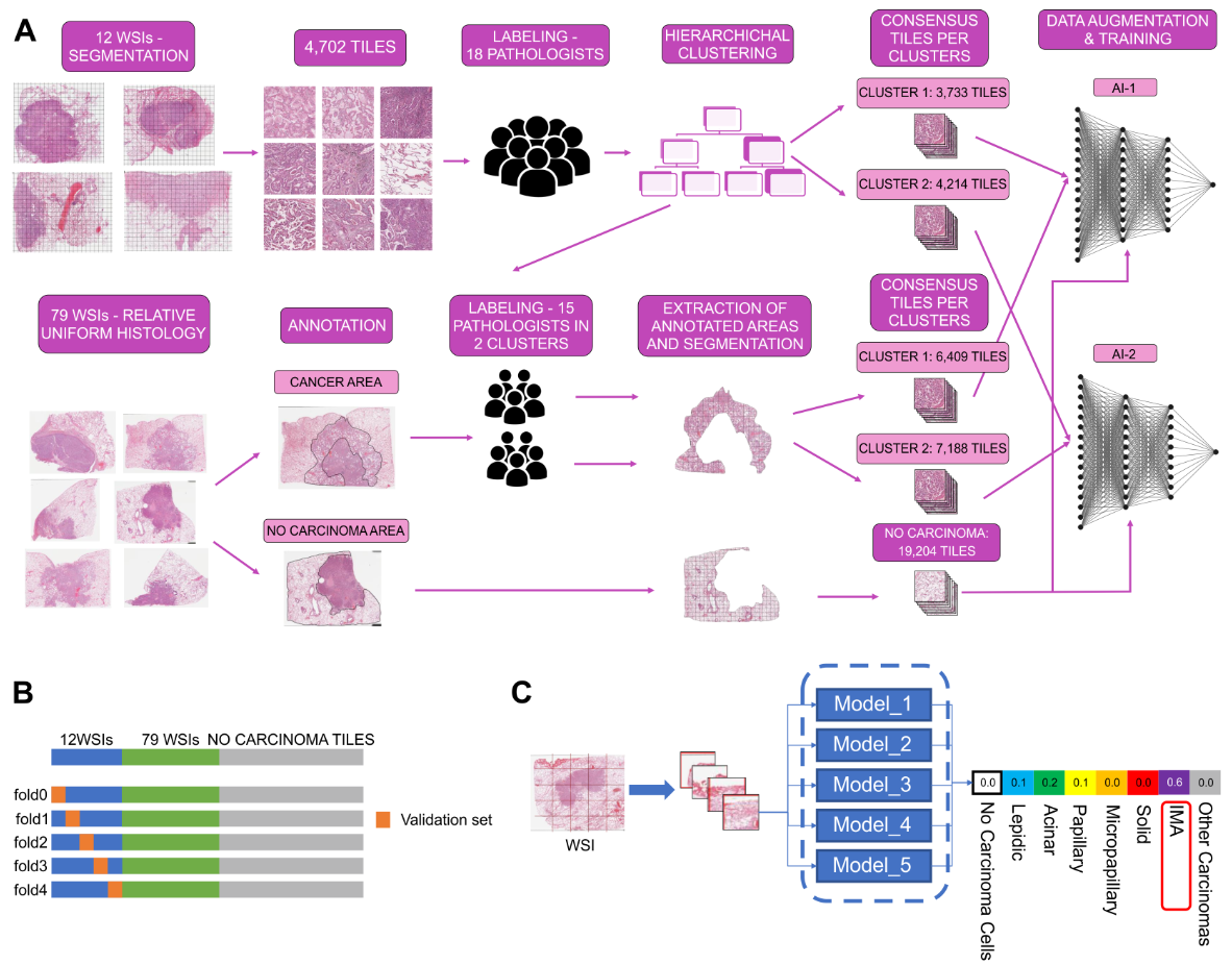 GitHub - krislami/lungAI