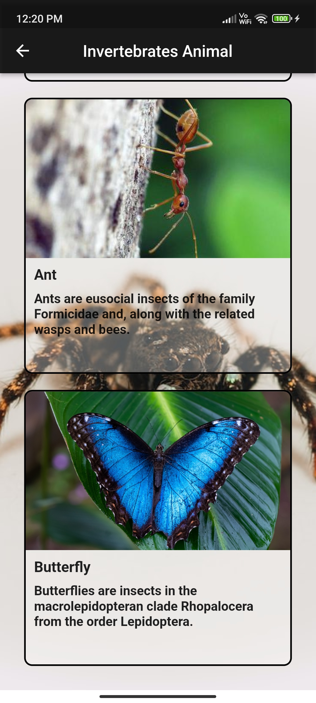 GitHub - ManPanchani/Animal-App