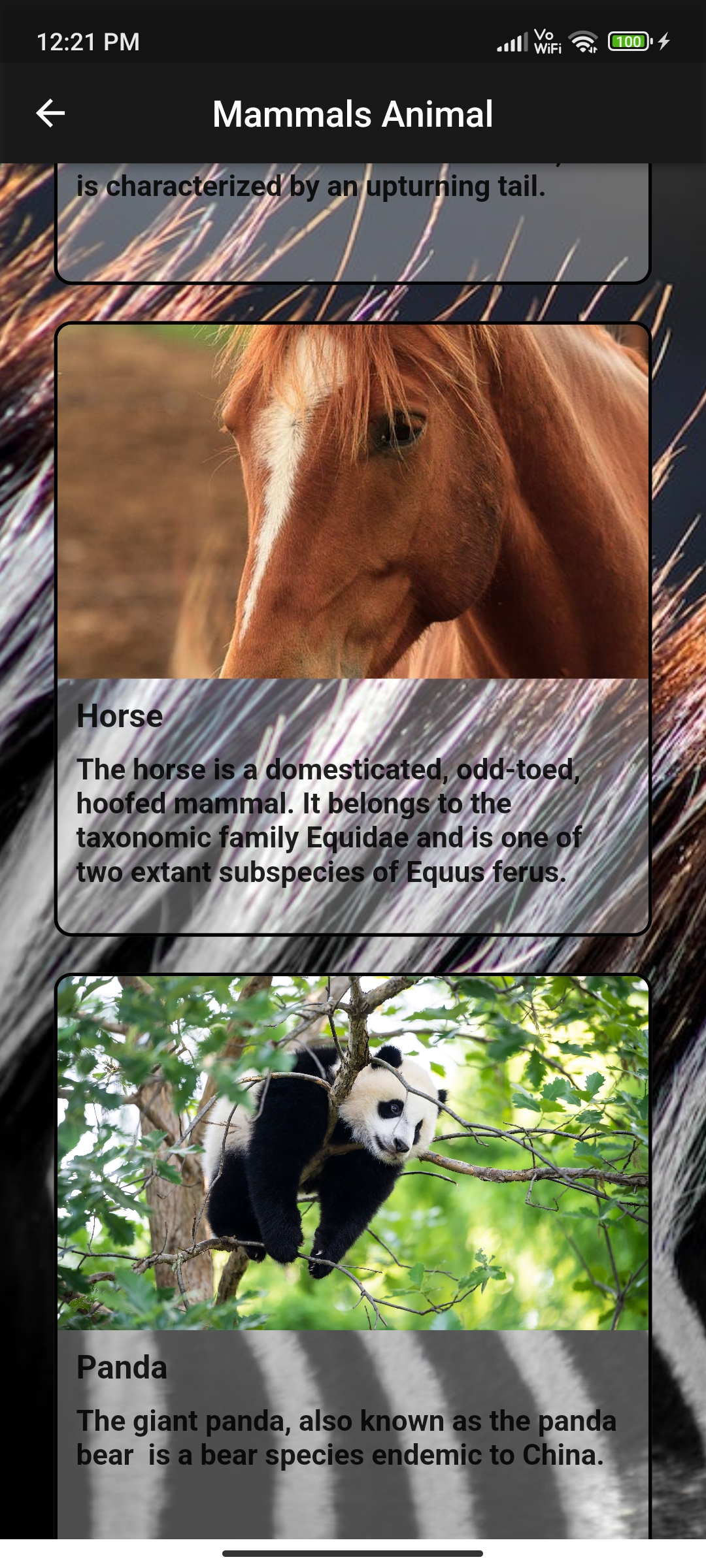 GitHub - ManPanchani/Animal-App