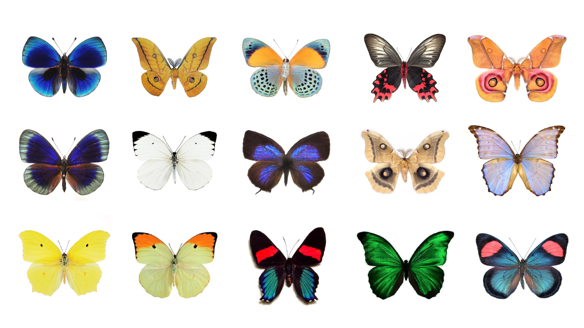 GitHub Gzldsss Butterfly DCGAN
