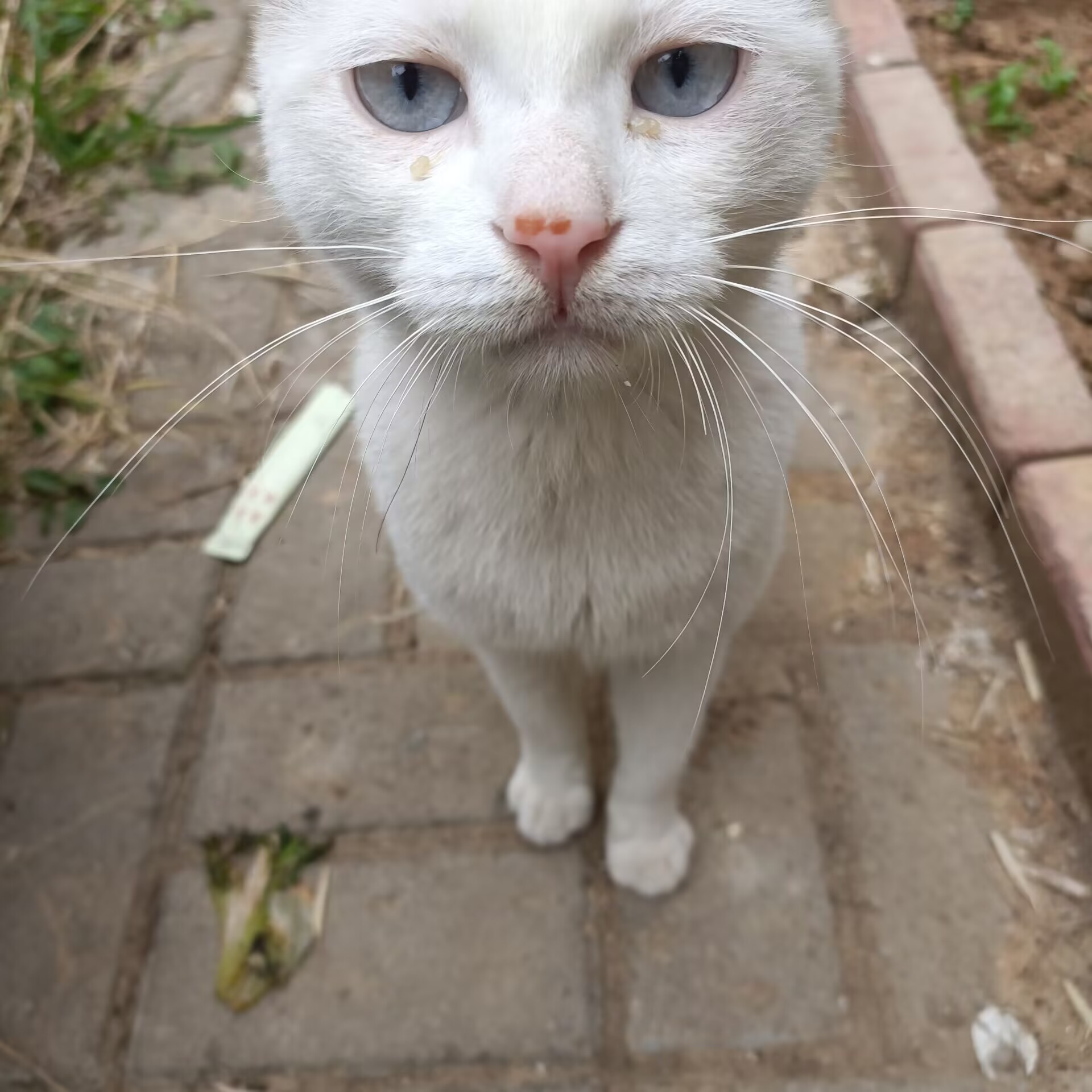 GitHub - wei-eeeatOVO/schoolcat: 安工大附中猫猫图鉴