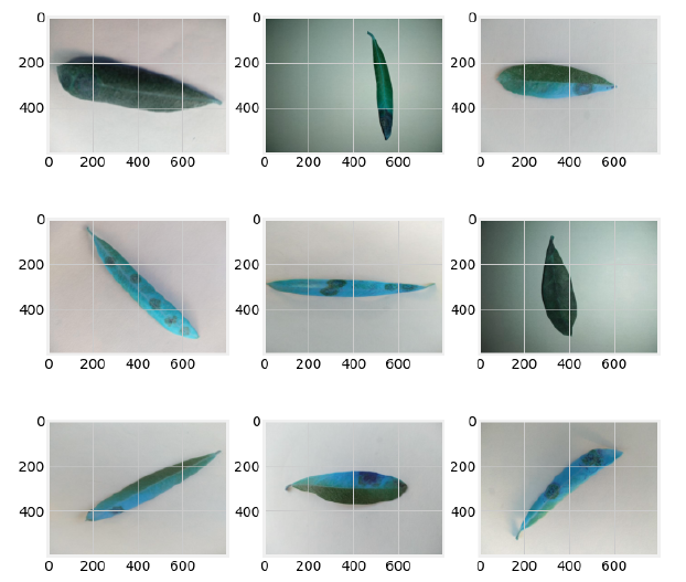 GitHub - ashdeoc/Olive-Leaf-Disease-Detection: A multiclass ...