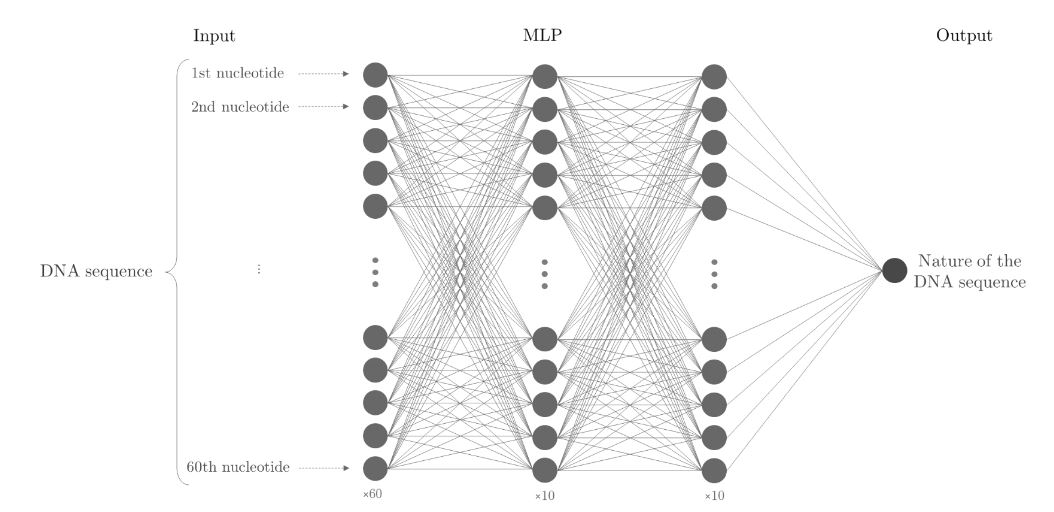 GitHub - HoussamBahi/The-automatic-recognition-of-splice-junction-in-DNA