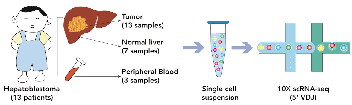 GitHub - wangyq326/scEBI