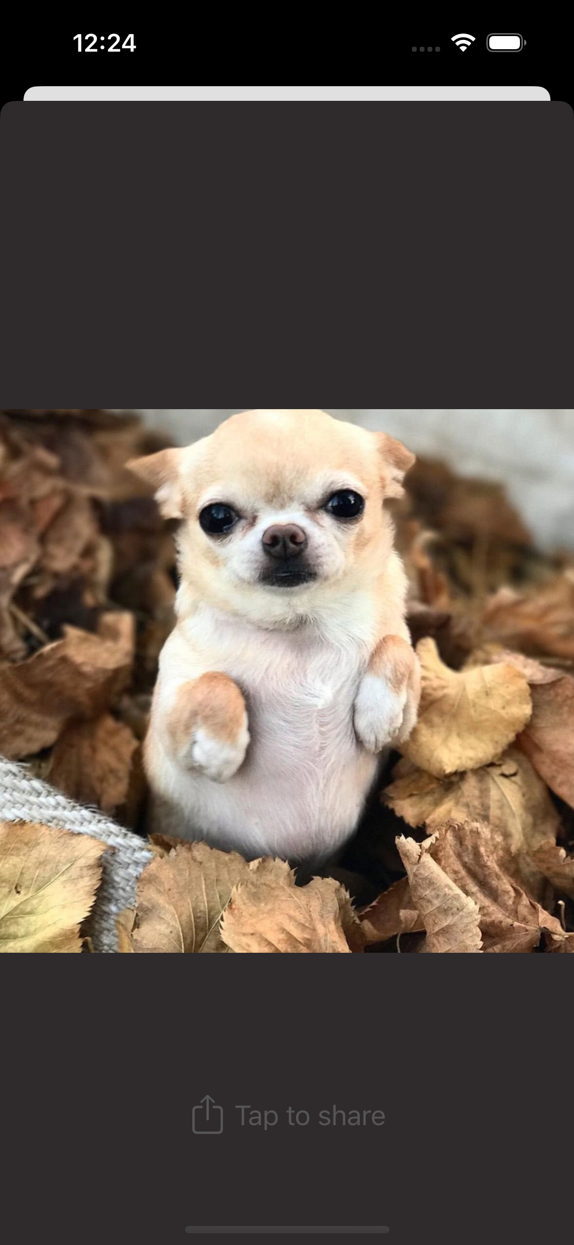 GitHub - KorkaLda/Chihuahua-viewer