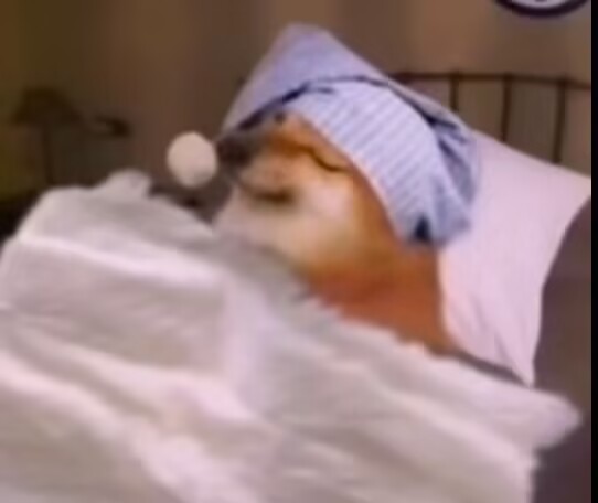 [zink] Why can't m2 use zink renderer? · Issue #470 · PojavLauncherTeam/PojavLauncher_iOS · GitHub