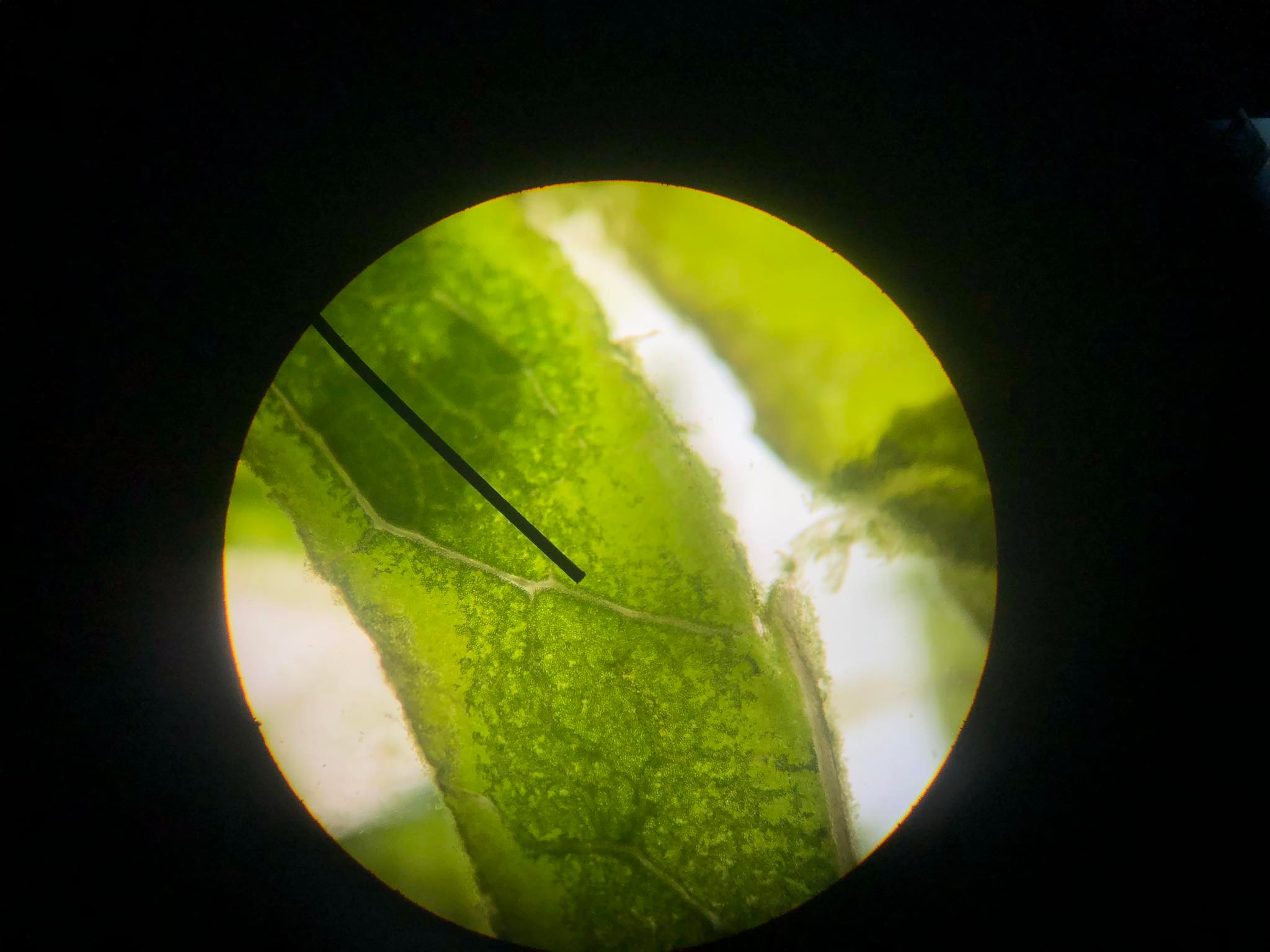 GitHub - Teeraph/CMB-Lab: picture