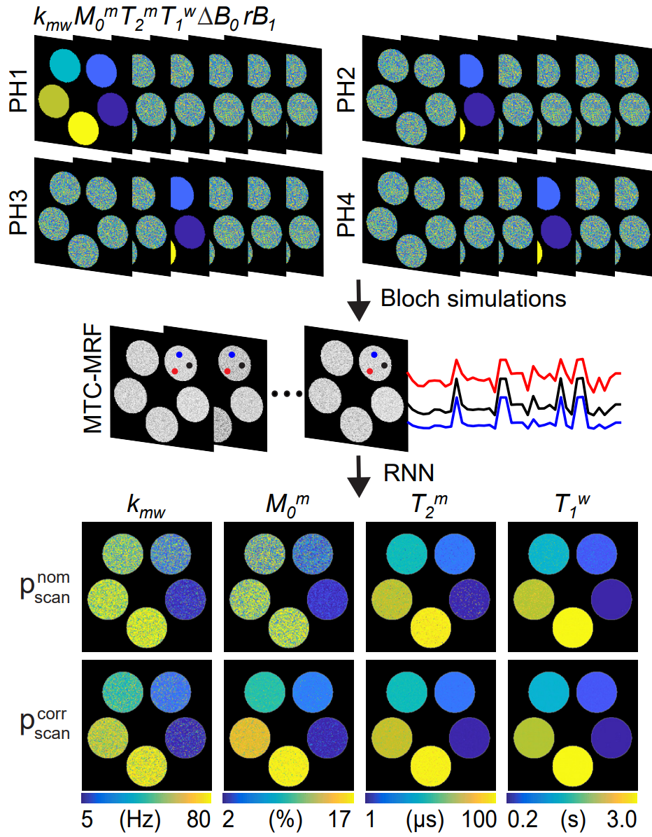 GitHub - Heo-Group/OTOM-MRF: Only-Train-Once MR Fingerprinting for Magnetization Transfer ...